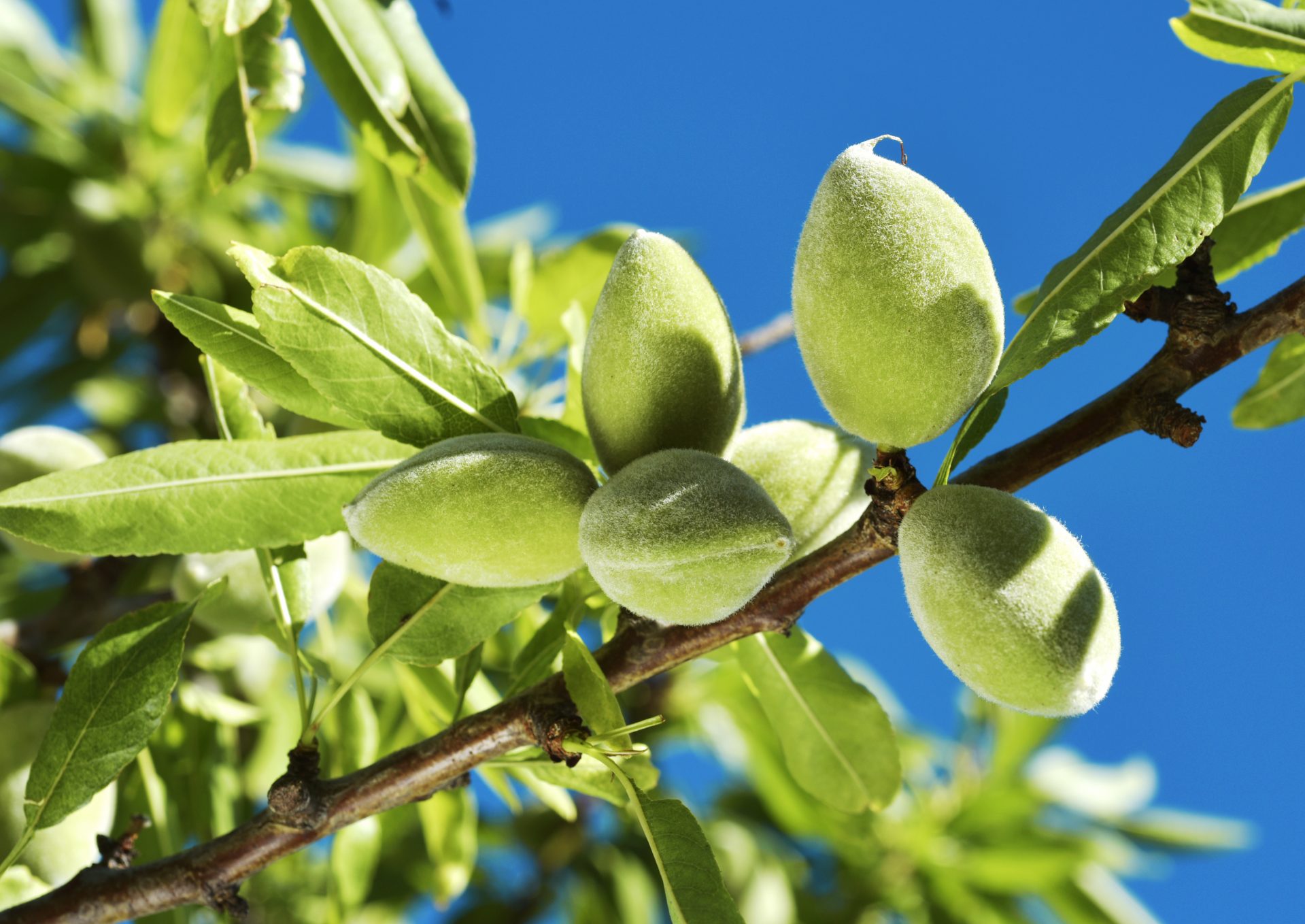 Real Food Encyclopedia - Almonds - FoodPrint
