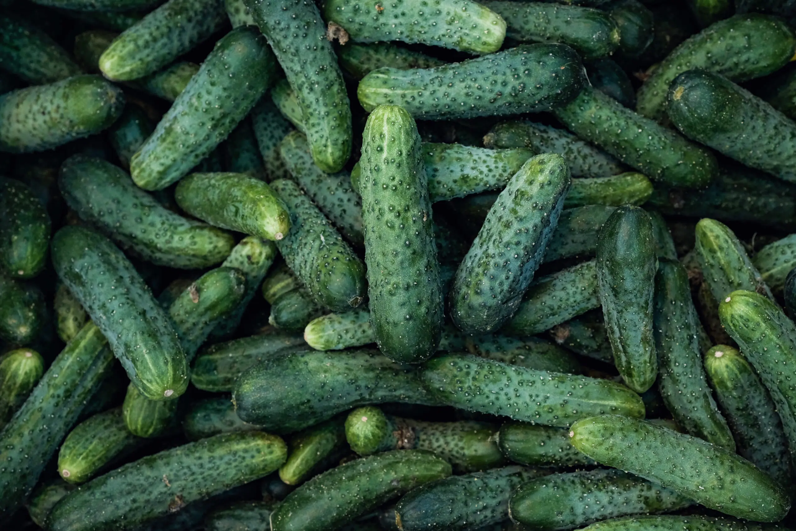 Real Food Encyclopedia - Cucumber - FoodPrint
