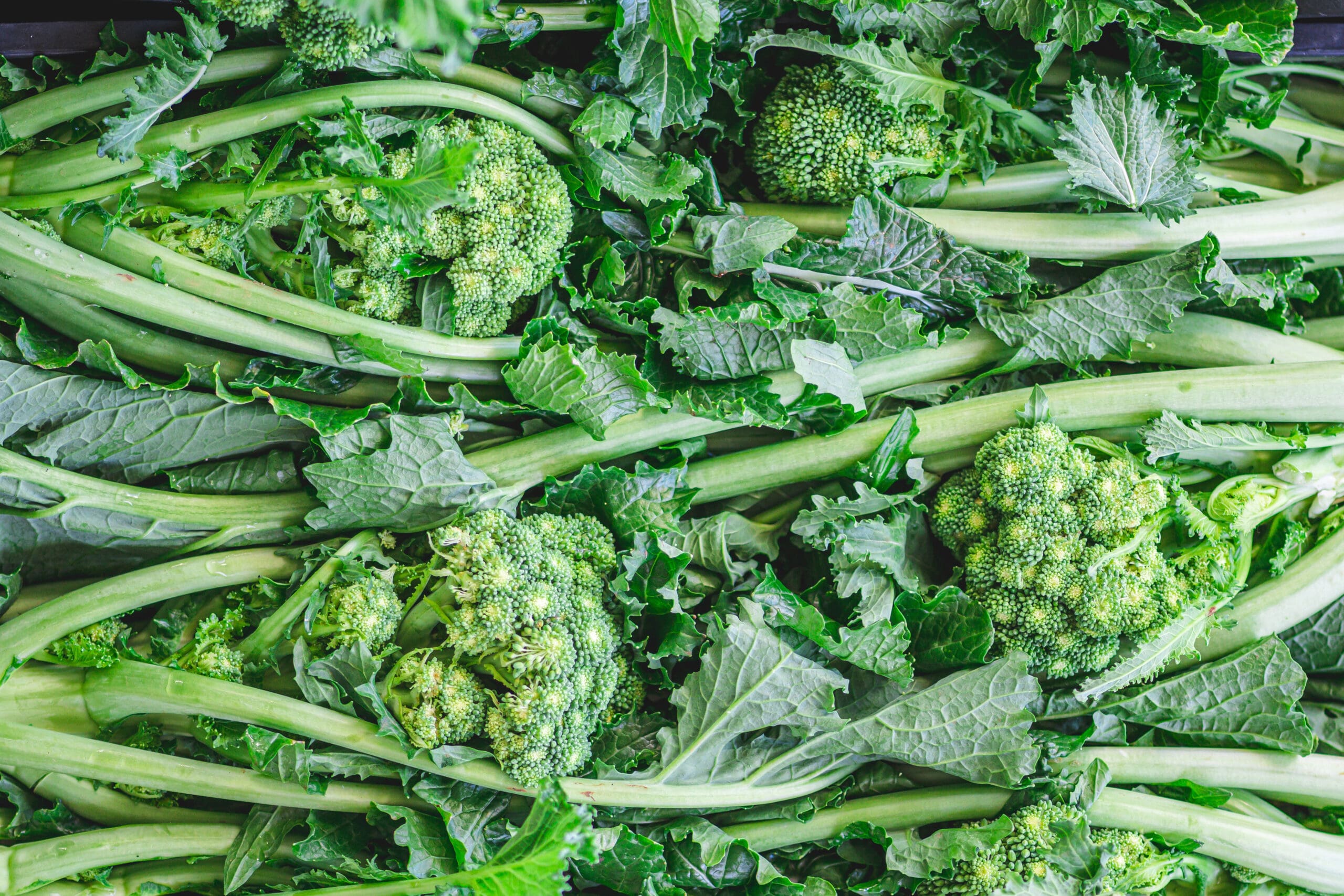 Real Food Encyclopedia - Rapini (Broccoli Rabe) - FoodPrint