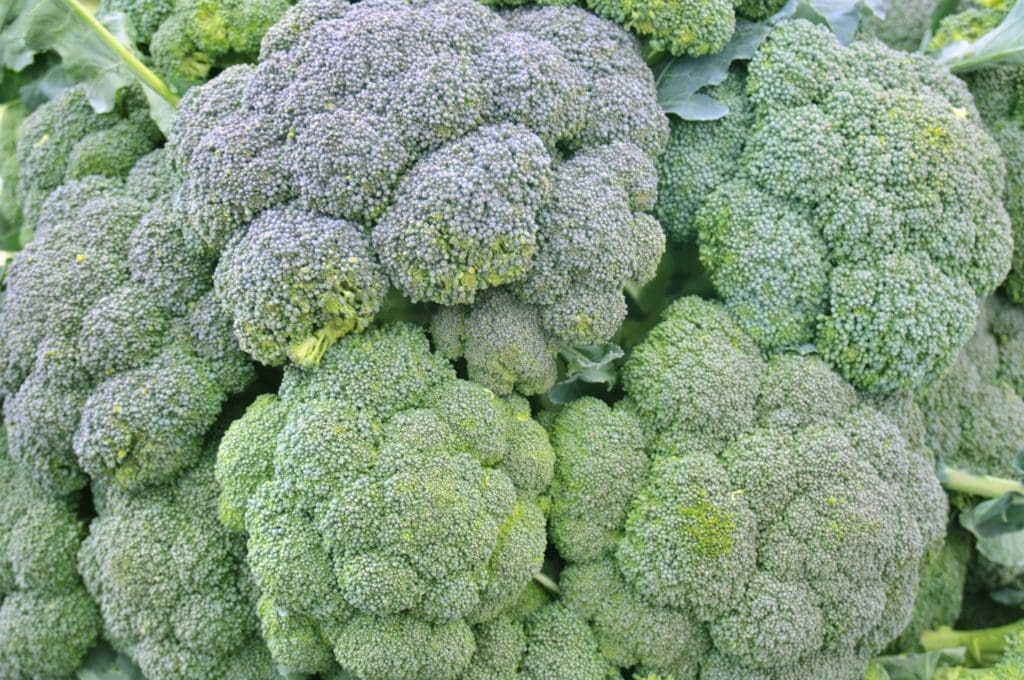 Broccoli - Real Food Encyclopedia - FoodPrint