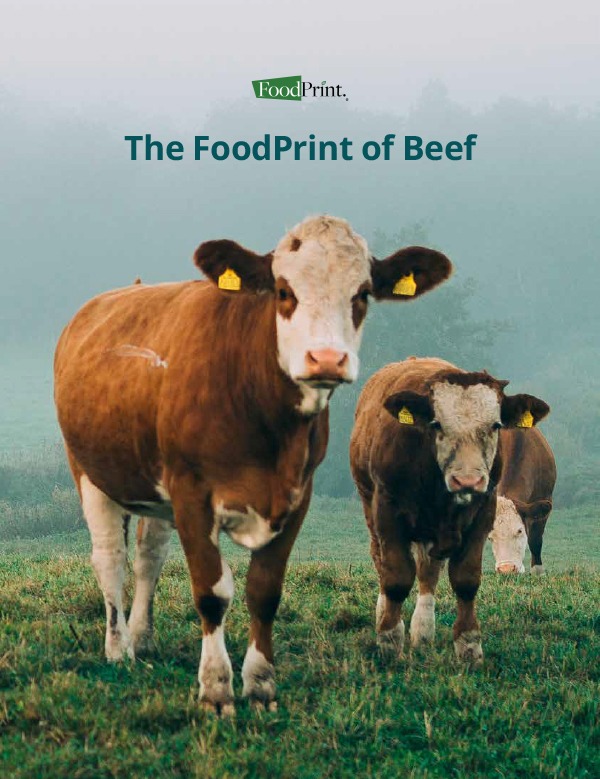 The FoodPrint of Beef - FoodPrint