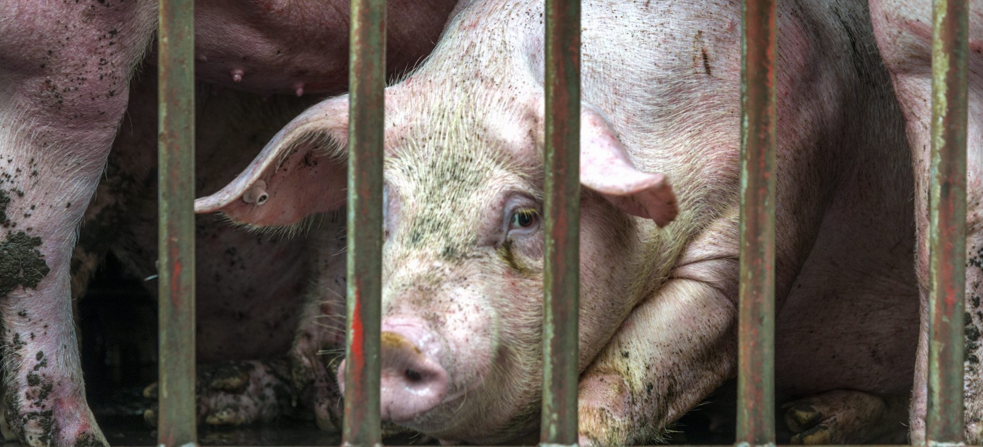 Food Label Guide: Pork - FoodPrint Food Label Guide: Pork - FoodPrint