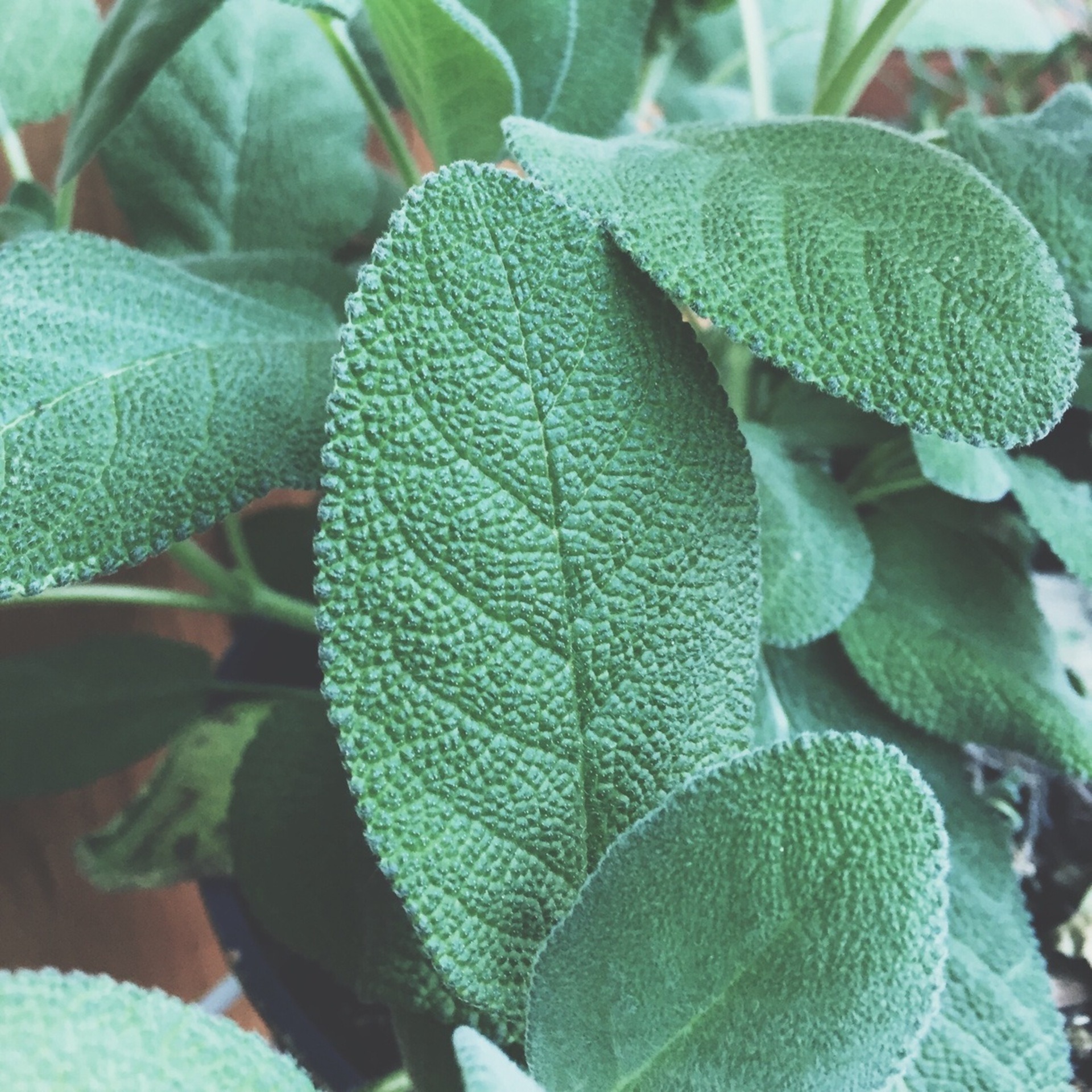 Real Food Encyclopedia Sage FoodPrint