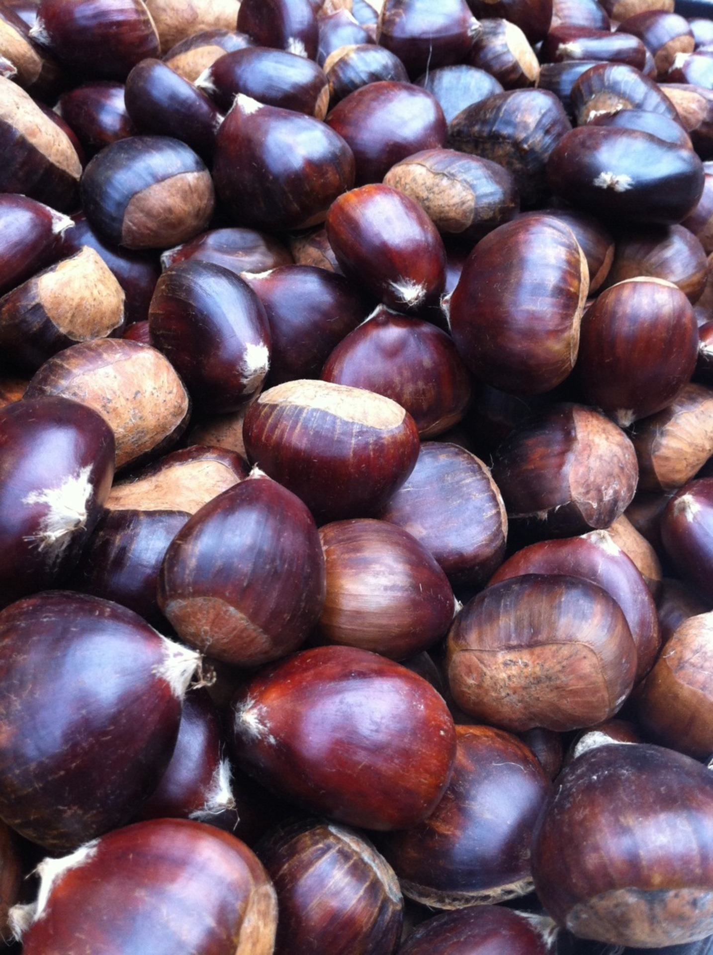 Real Food Encyclopedia - Chestnuts - FoodPrint