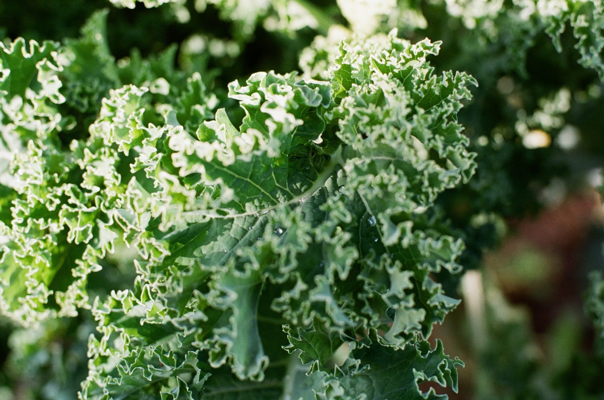 Real Food Encyclopedia - Kale - FoodPrint
