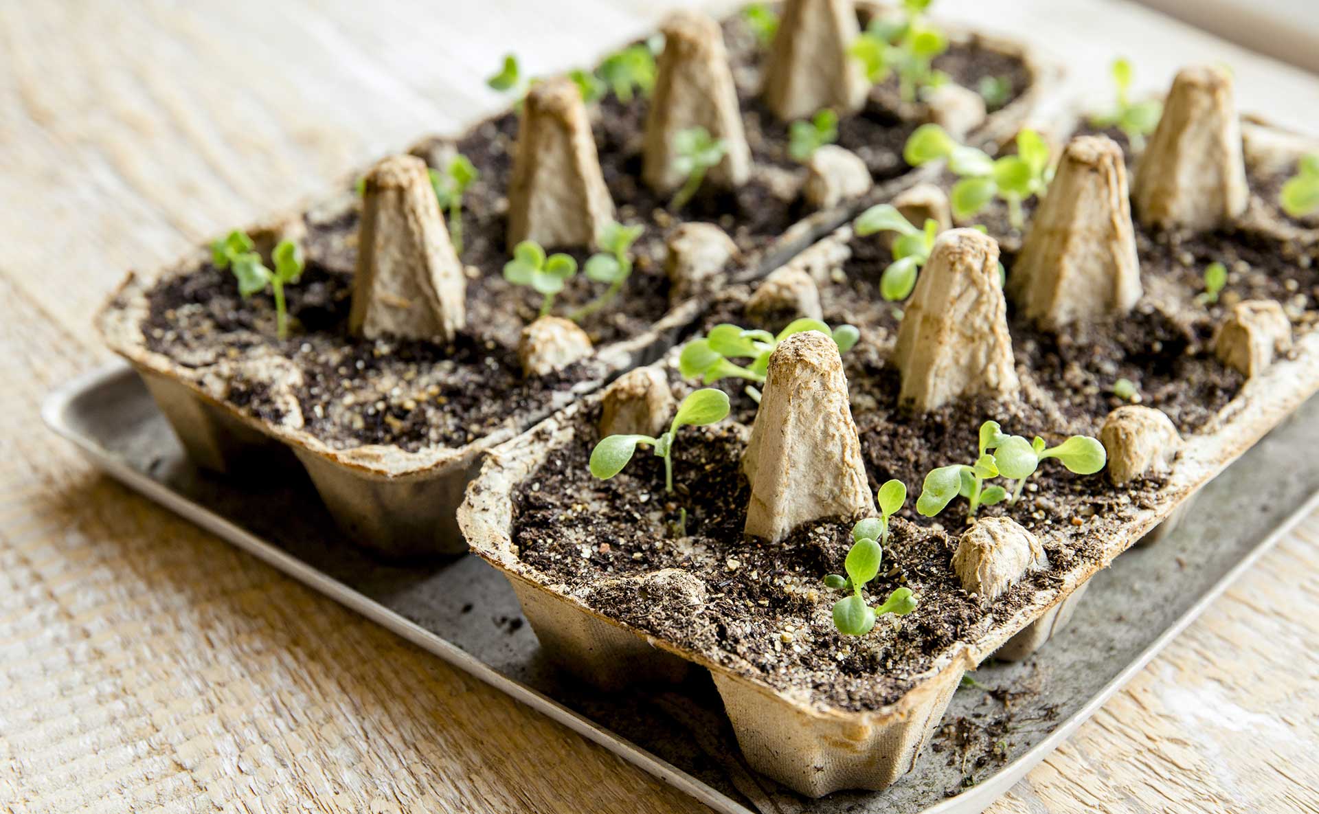 Seed Starter Pots You Can Make At Home FoodPrint