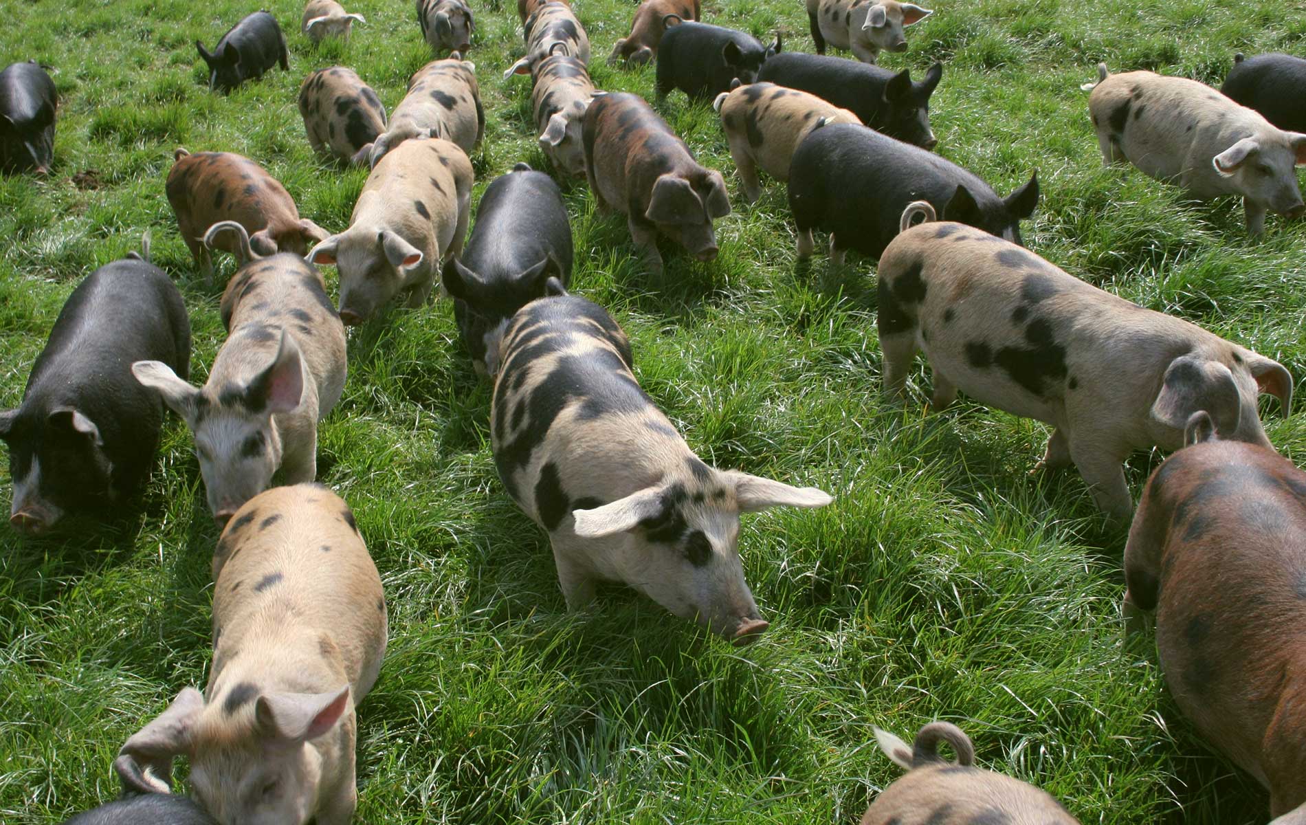 Communities Organizing Against Big Pork | FoodPrint