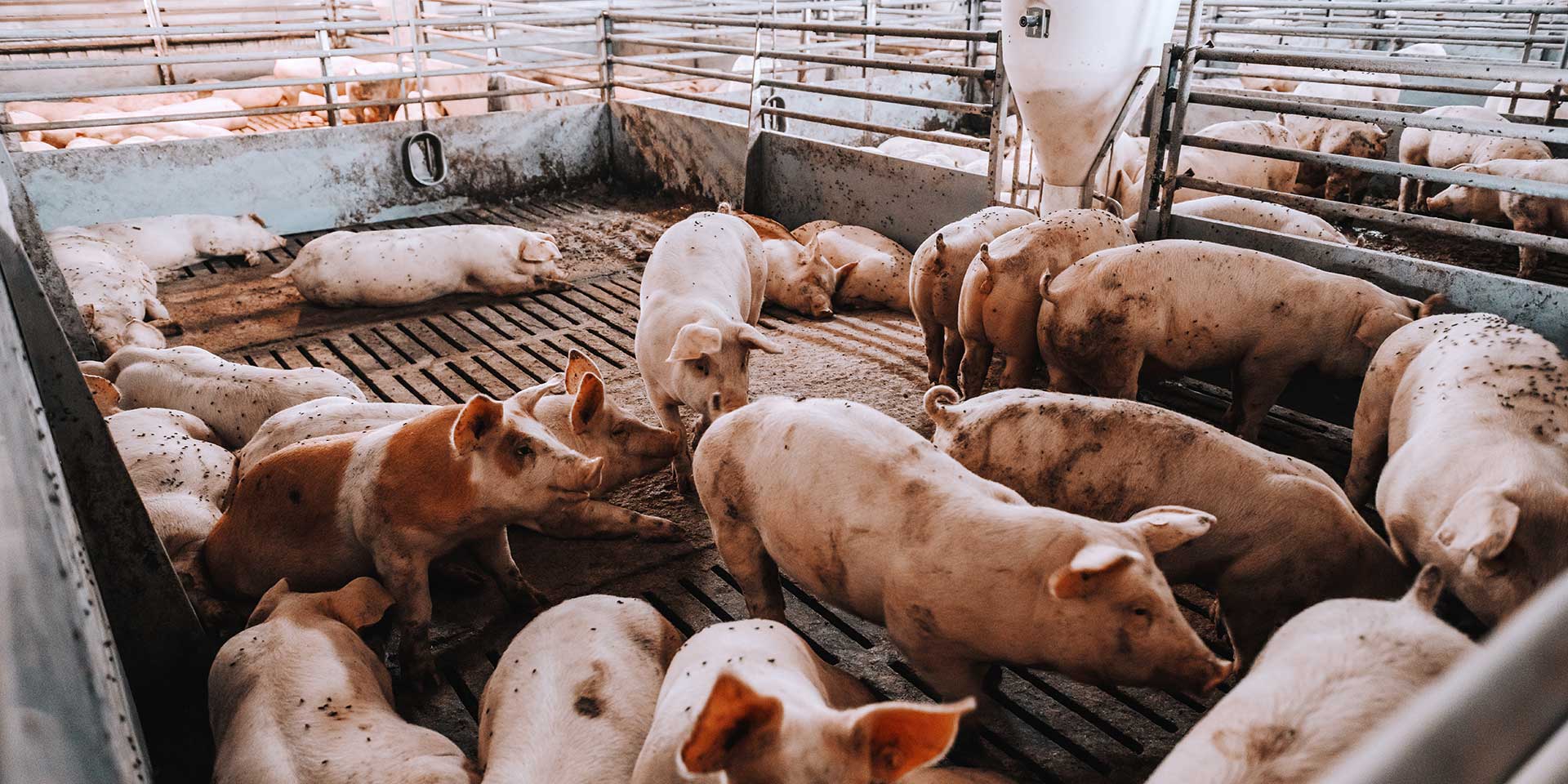 Hormel Exploited Confusion Over the Natural Label - FoodPrint