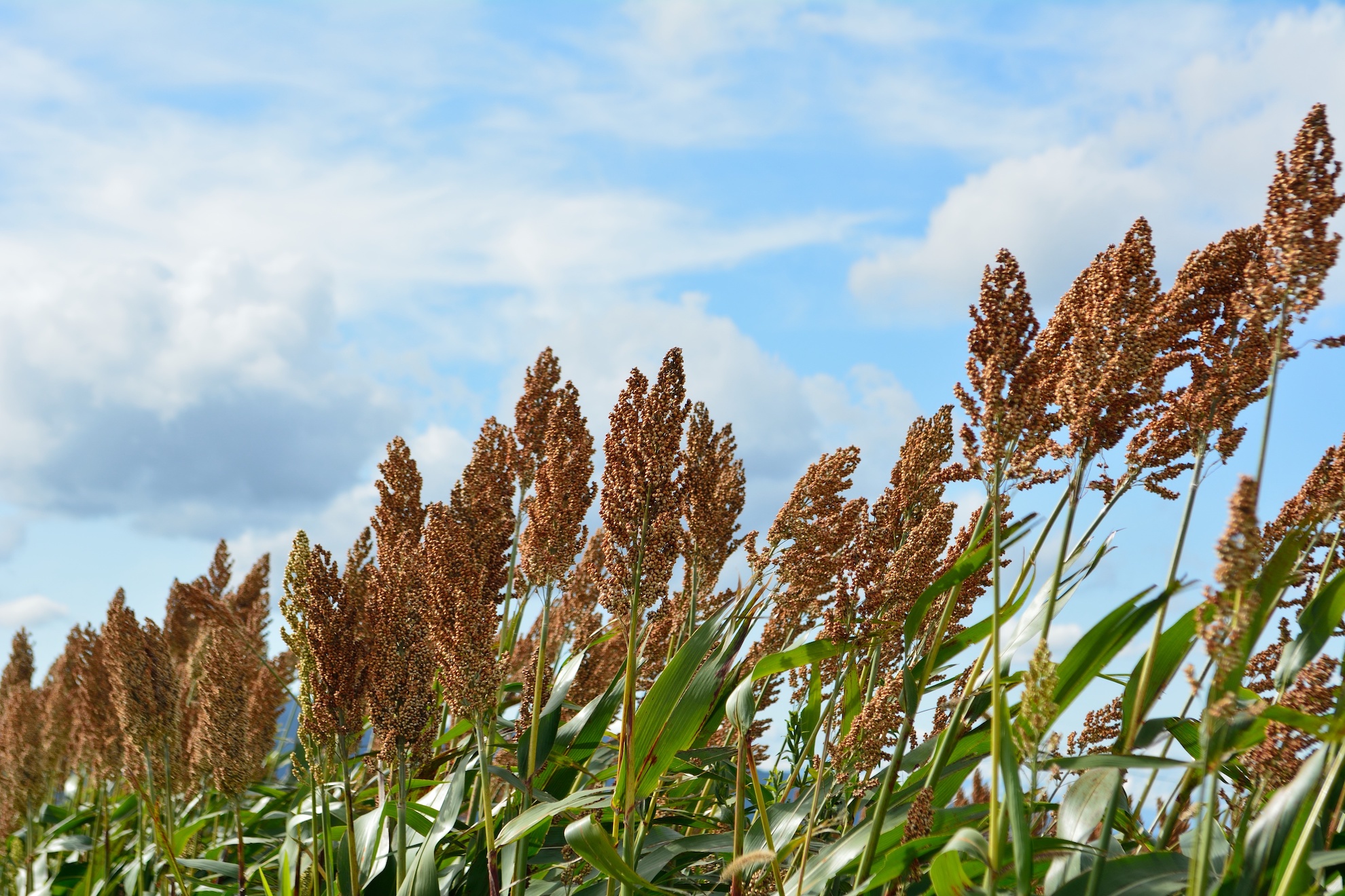Why 2023 is the International Year of Millets - FoodPrint