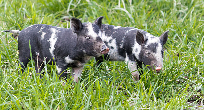 Protecting endangered foods one bite at a time - FoodPrint
