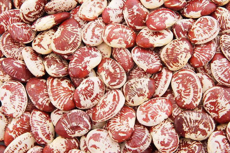 Protecting endangered foods one bite at a time - FoodPrint