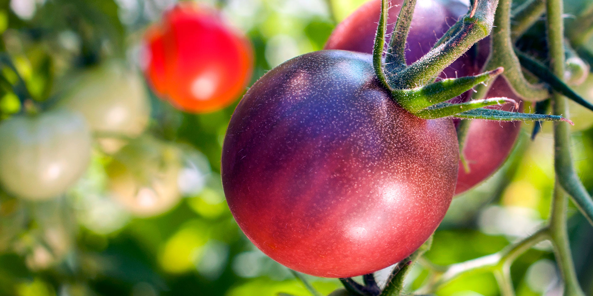 Protecting endangered foods one bite at a time - FoodPrint