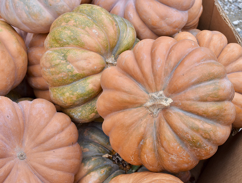 Protecting endangered foods one bite at a time - FoodPrint