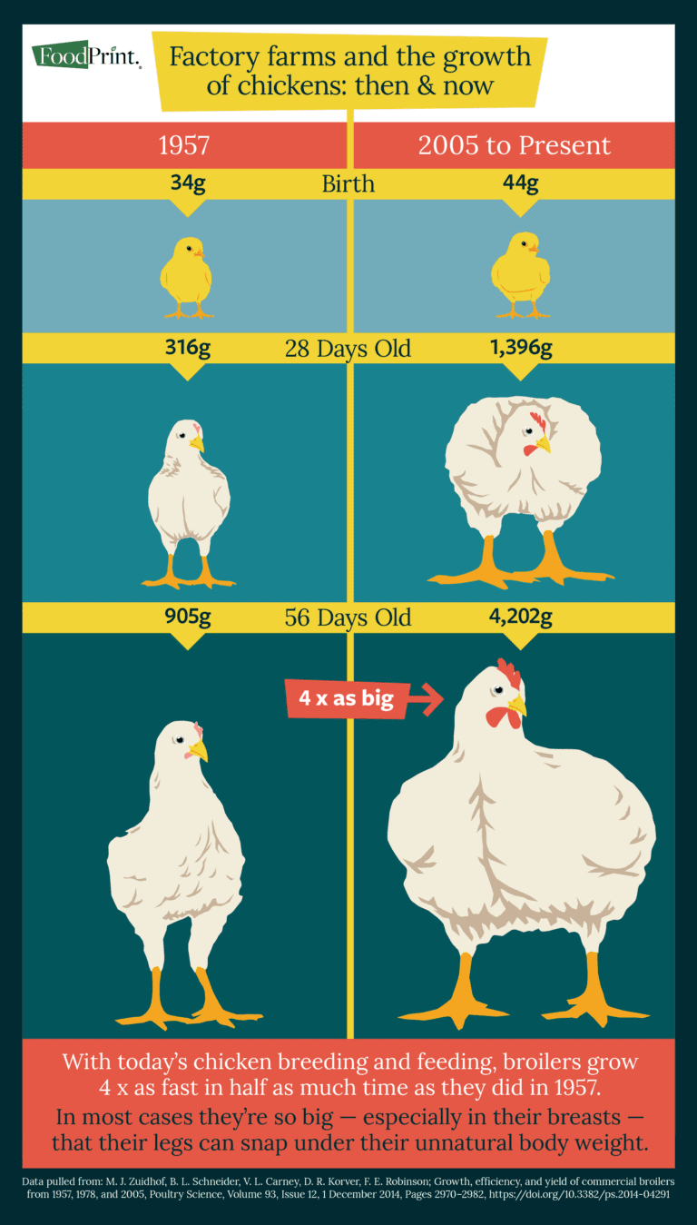 Is switching from beef to chicken a sustainable swap? - FoodPrint