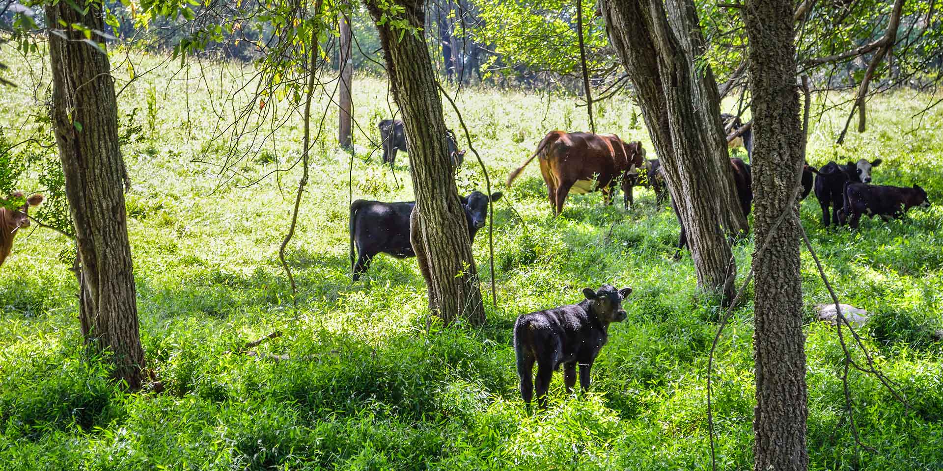 Agroforestry’s role in wildlife conservation and food security - FoodPrint