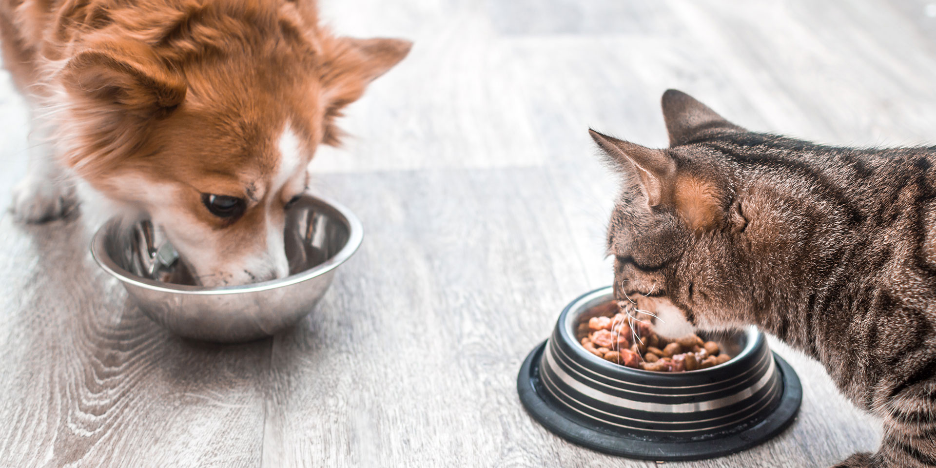 Finding a pet food that aligns with your values - FoodPrint