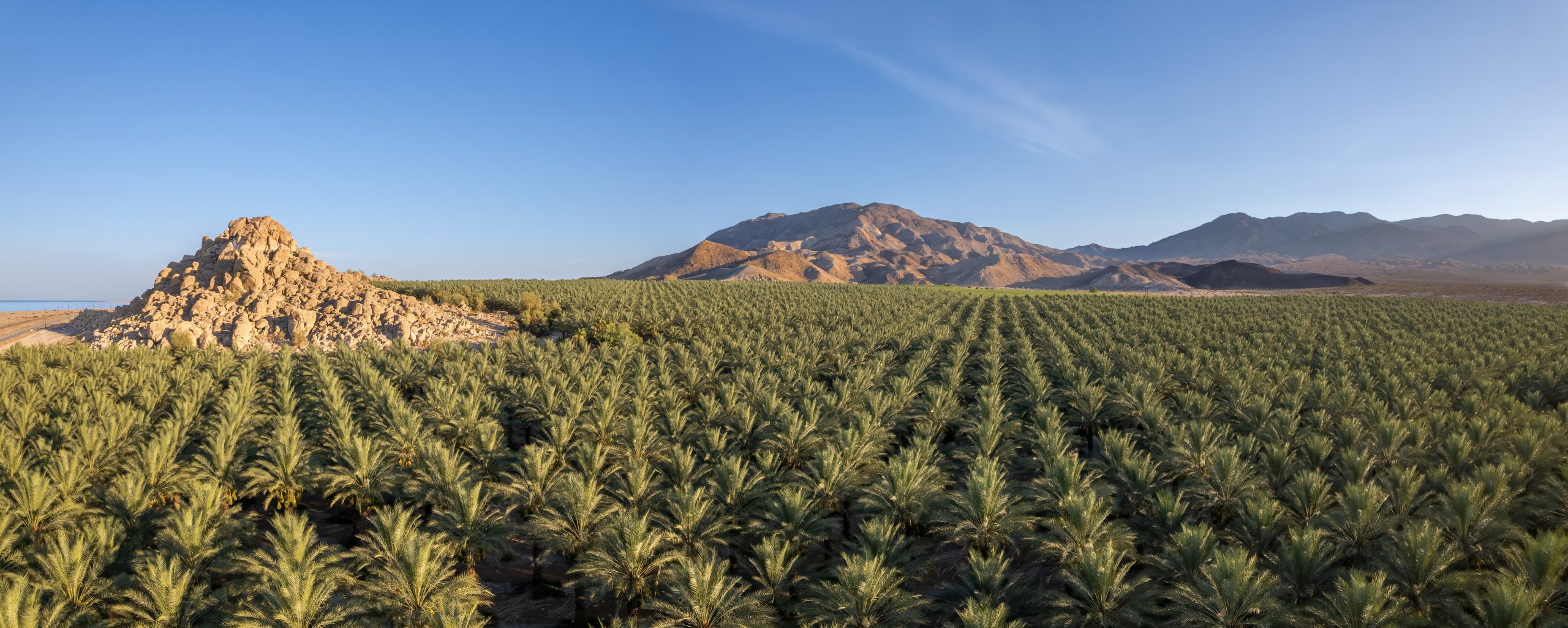 Preserving heirloom date varieties in the Coachella Valley - FoodPrint