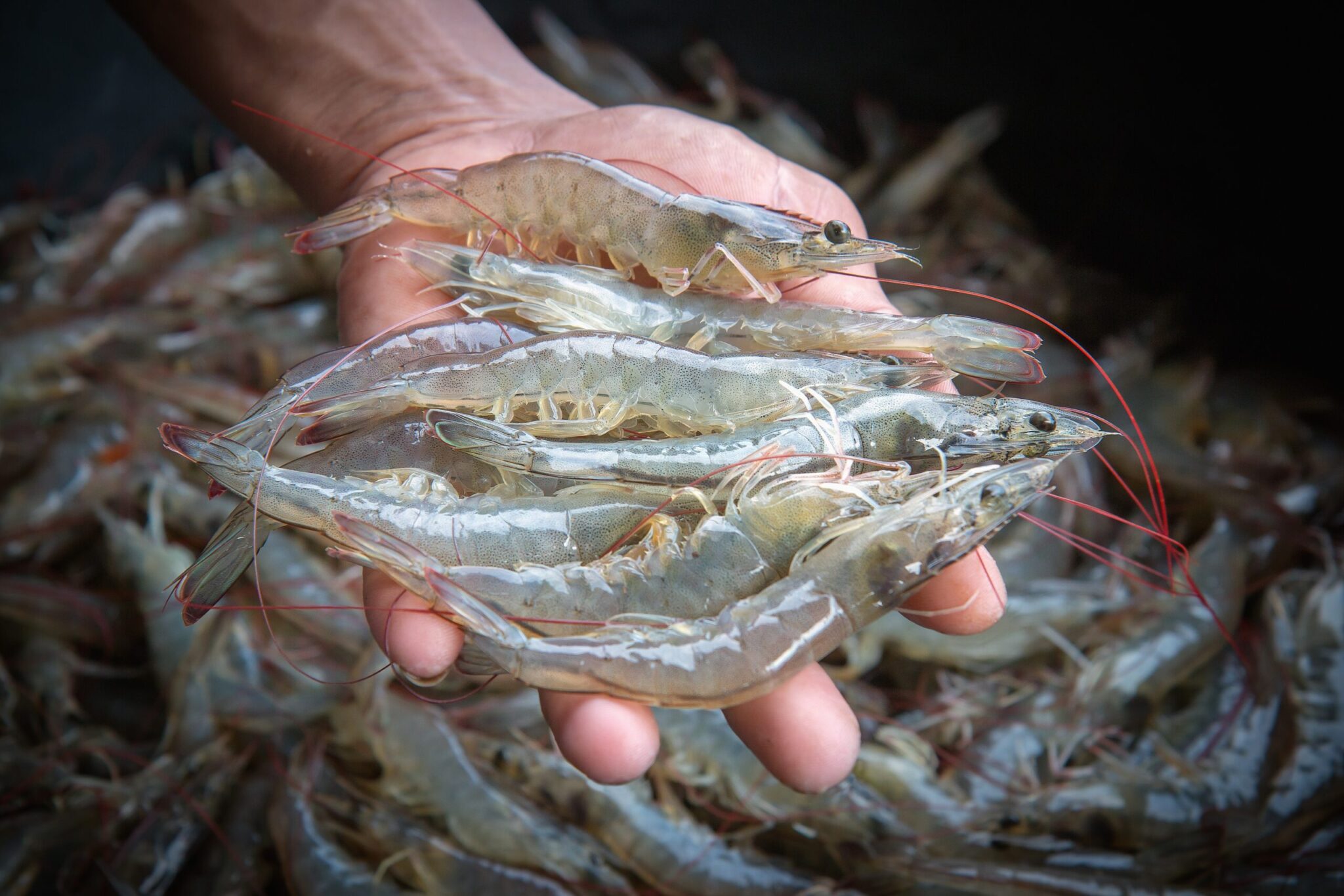 A new study finds human disease that originates in farmed shrimp ...